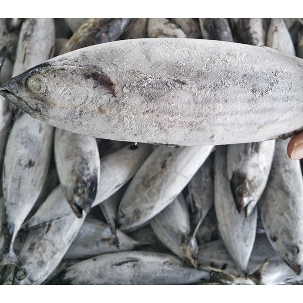 Ikan Beku Dan Fillet (Ikan Cakalang) | Tritoba Samudera Indonesia