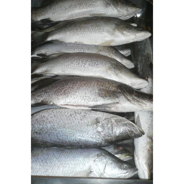 Ikan Hasil Laut Kakap Putih Seafood | Mutiara Katalog Indonesia