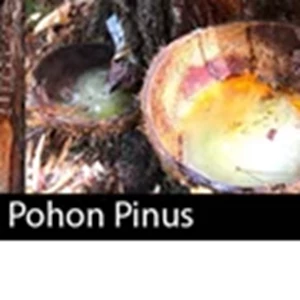 Getah Pinus asli dari pohon pinus asal pulau jawa - Resin | Bina Sejahtera